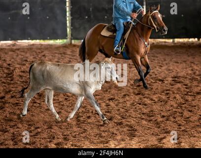 A horse and rider herding calves in a western style equestrian cutting ...
