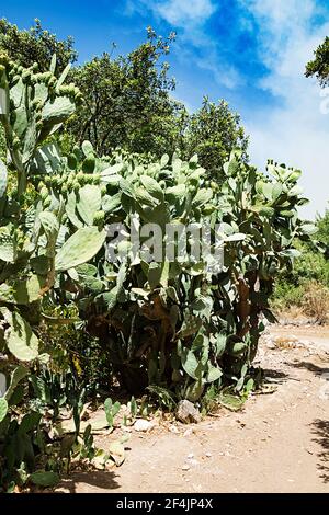 Wild Asia Cacti Opuntia or prickly pear tuna sabra nopal paddle. Cute ...
