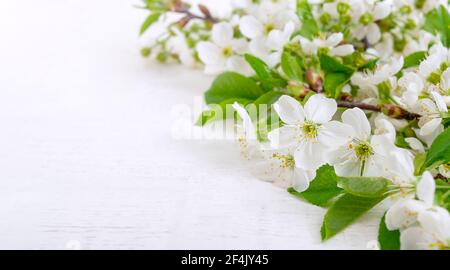 Defocus fresh spring branches of cherry tree with flowers, natural ...