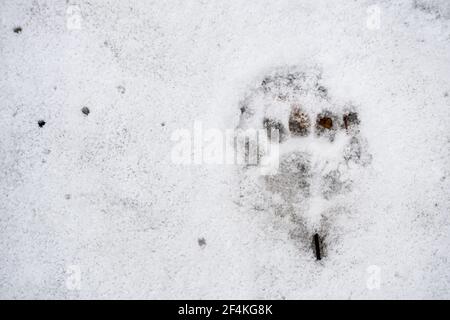 Badger footprint in the snow Stock Photo - Alamy
