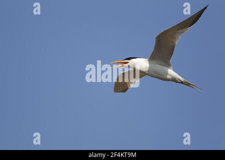 Royal tern (Sterna maxima) calling Stock Photo - Alamy