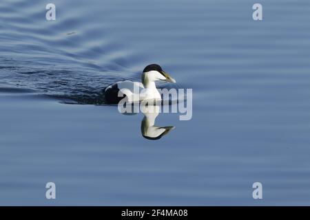 Common Eider drake Stock Photo - Alamy