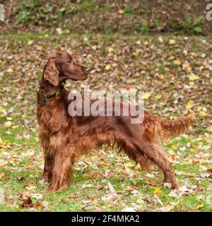 Female Irish Red Setter Stock Photo - Alamy