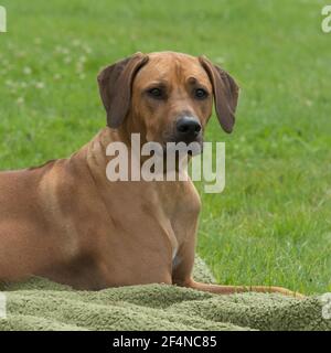 Rhodesian Ridgeback / African Lion Hound (Canis lupus familiaris) lying ...