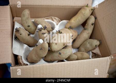 potato (Solanum tuberosum La Ratte d'Ardeche), potato of cultivar La ...