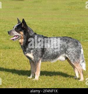 Australian Cattle Dog, side view Stock Photo - Alamy
