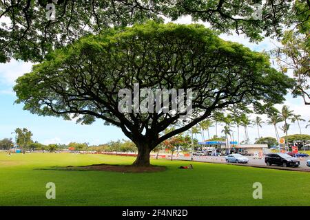 HILO-BIG ISLAND-HAWAII- 21-06-2014- Tourist rest under a large tree in ...