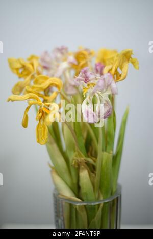 Withered flowers. Dry tulips in the sun. Fallen flowers. Bouquet of ...