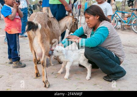 Portrait of an indigenous girl from the Wichi Indians tribe, Zapota ...