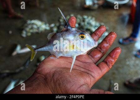 Beautiful tripod fish or helicopter fish in hand in Indian fish market ...