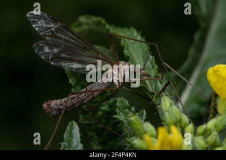 Macro closeup shot of a Longleg insect Stock Photo - Alamy