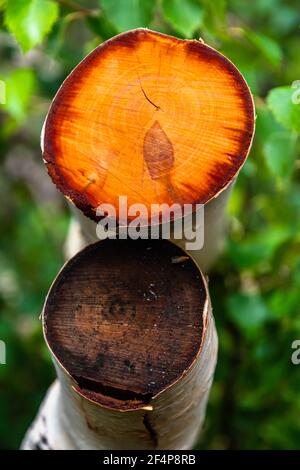 cross section of birch tree close up. Birch trunk section pattern ...