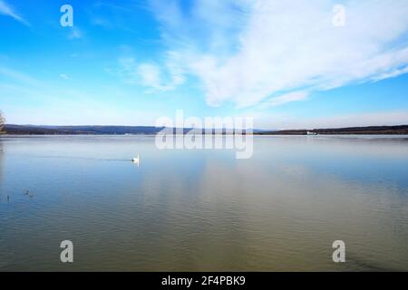a swan swims on the river Danube Vienna Austria autumn season Stock ...