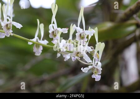 Dendrobium, antelope orchid Stock Photo - Alamy