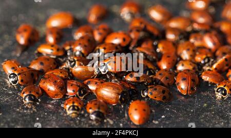 Hibernating cluster of Convergent lady beetle also called the ladybug ...