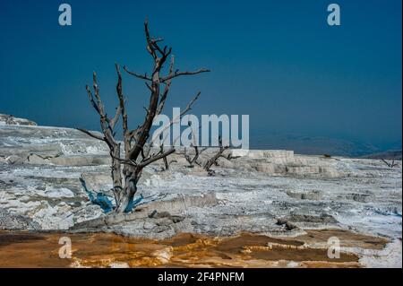 Cavern Terrace a dead terrace in Mammoth Hot Springs Yellowstone ...