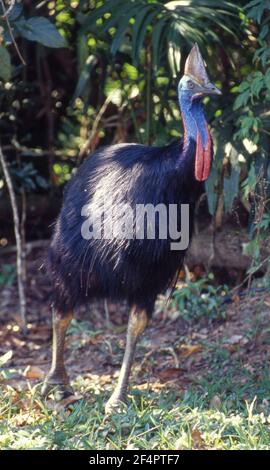 Southern cassowary, Casuarius casuarius, also known as double-wattled ...
