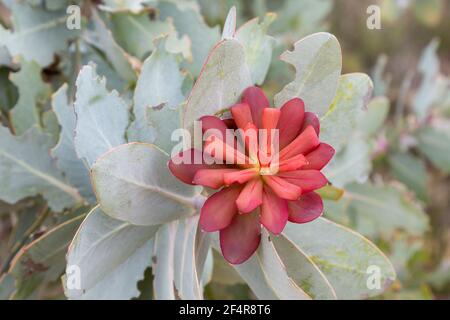 Flower of a Protea seen in the Cederberg in the Western Cape of South ...