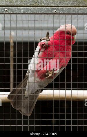 Australian galah, a pink parrot with its crest raised, on the ground ...
