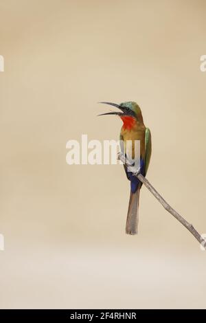 Red-throated bee-eaters, Merops bullocki, the Gambia Stock Photo - Alamy