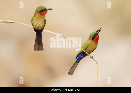 Red-throated Bee-eater - with food Merops bullocki Gambia, West Africa ...
