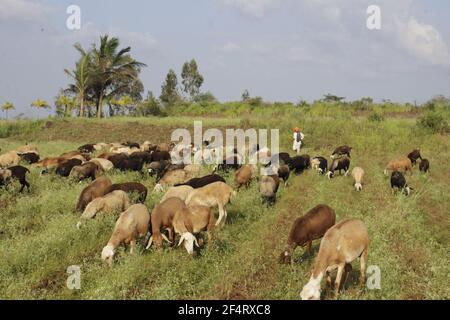 dhangar , shepherd, herders Stock Photo - Alamy