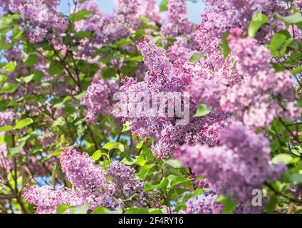 Real pretty spring purple lilac flowers large for good mood Stock Photo ...