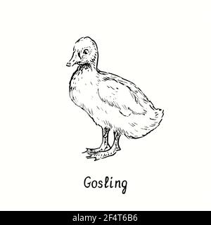 Domestic goose. Ink black and white drawing Stock Photo - Alamy