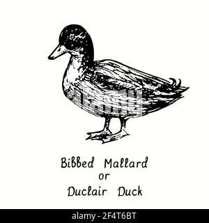 Bibbed Mallard or Duclair duck, Domestic duck, Domestic Muscovy duck ...