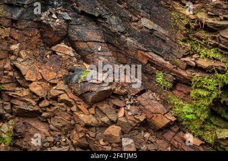 Fossil Stigmaria tree roots, probably Lepidodendron, in hard mudstone ...