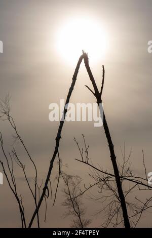 Snapped trunk of a birch tree in a snowy forest in northern Sweden in ...