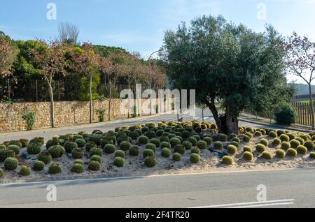 Round Cacti growing around a tree at Montjuic mountain, Barcelona ...