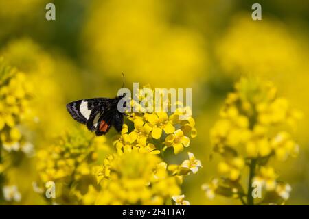 Grapevine Epimenis Moth on Wintercress Flowers Stock Photo - Alamy