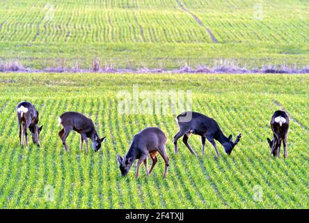 Roe deer (Capreolus capreolus) grazing Photo: Alf Linderheim / TT ...