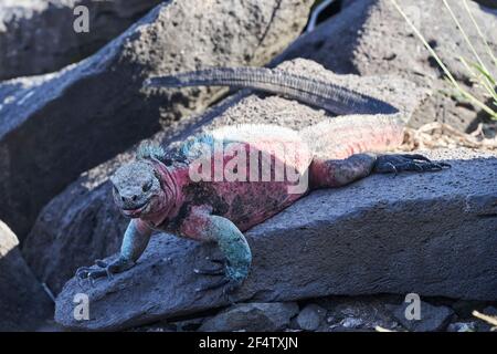 Galapagos Lava Lizard on Galapagos Marine Iguana (Amblyrhynchus ...
