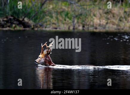 Roe buck swimming in a lake Photo: Alf Linderheim / TT / code 2731 ...