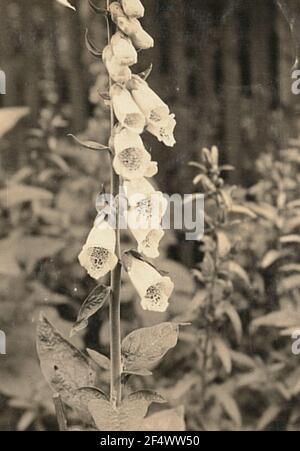 Digitalis purpurea FINGERHUT FOXGLOVE (digitalis purpurea Stock Photo ...