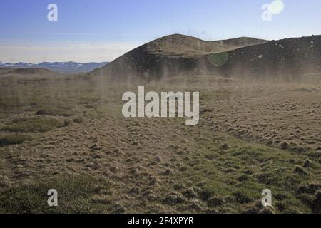 Midges swarmingTanytarsus gracilentus Lake Myvatn, Iceland IN001024 ...