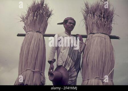 Travel photos Asia. Man with bundling rice straw on a bamboo bar Stock ...