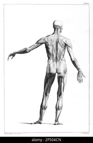 Muscles of man (dorsal Stock Photo - Alamy