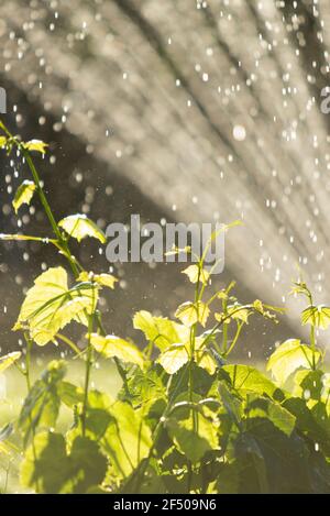 Garden sprinkler on sunny summer day watering green fresh grass Stock ...