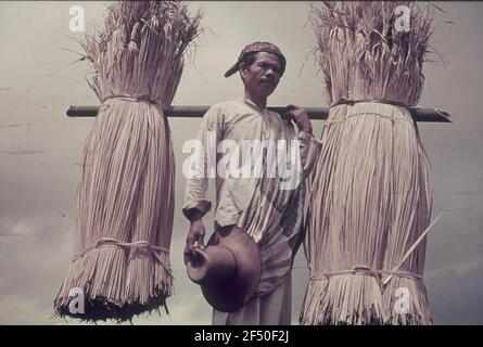 Travel photos Asia. Man with bundling rice straw on a bamboo bar Stock ...