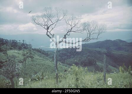 Travel Photos Caribbean. Landscape (maybe with a coffee plantation with ...