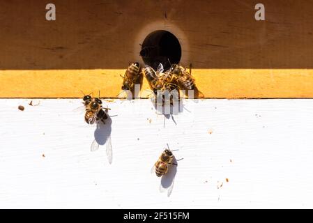 Closeup of bees at a man made beehives Stock Photo - Alamy