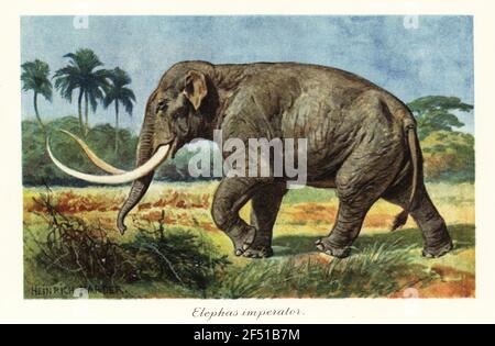 A mammoth is any species of the extinct genus Mammuthus, proboscideans ...