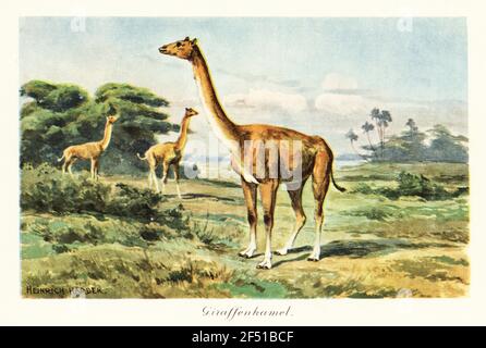 Aepycamelus, the long-necked camel, extinct genus of camelids, Miocene ...