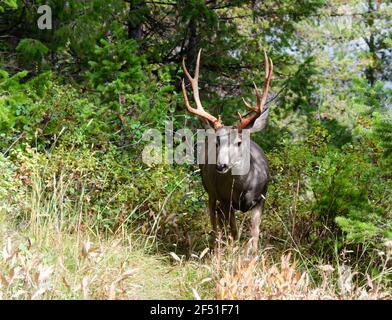 A trophy 10-point Mule Deer buck resting in the grass Stock Photo - Alamy