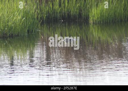 Gulf Shores, Alabama, USA wetland canals with alligator hunting Stock ...