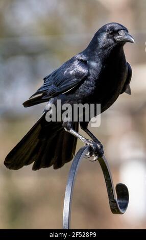 Big black bird alights on a perch Stock Photo - Alamy