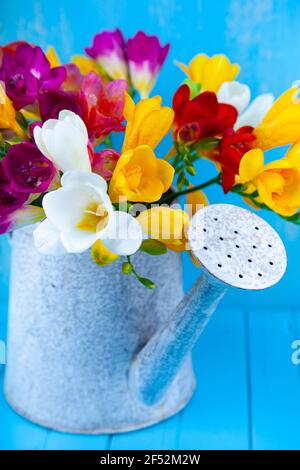 Beautiful bouquet of freesias in watering can on chair in room Stock ...